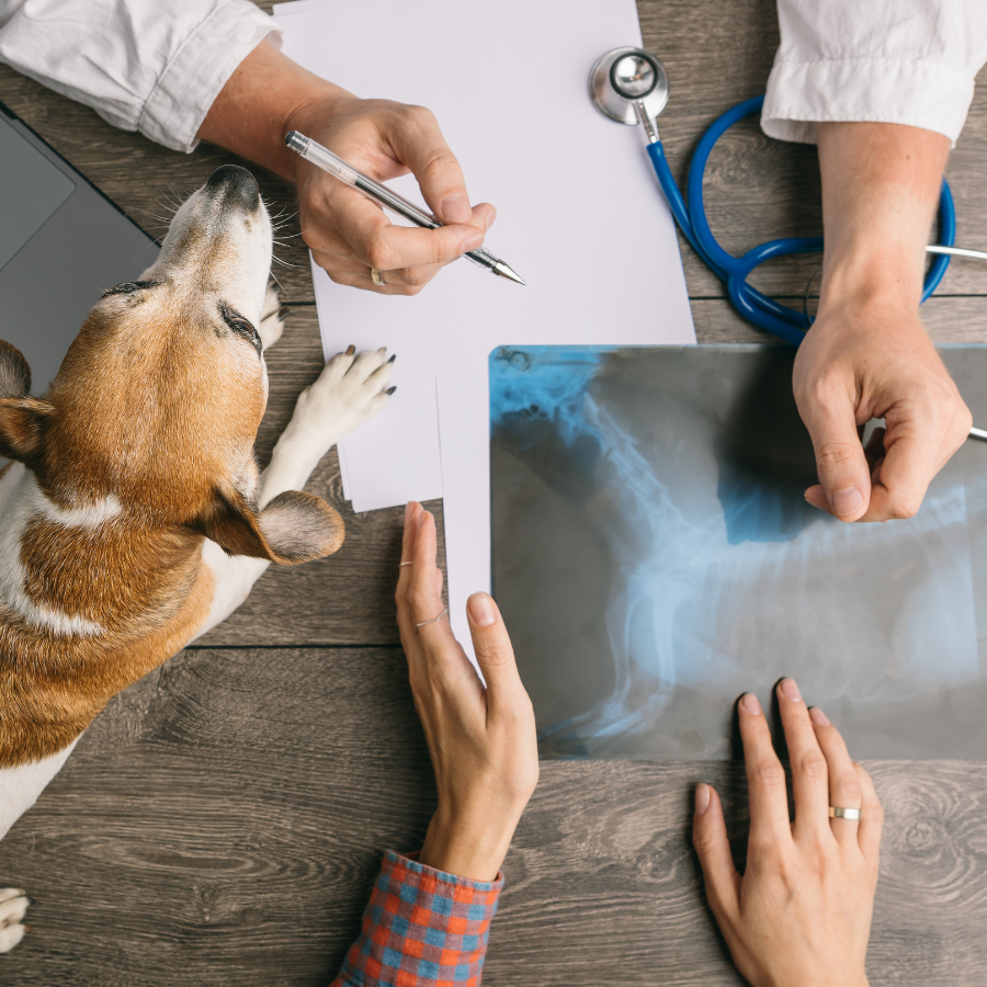 Animal Hospital - Dr.Mark.Vet